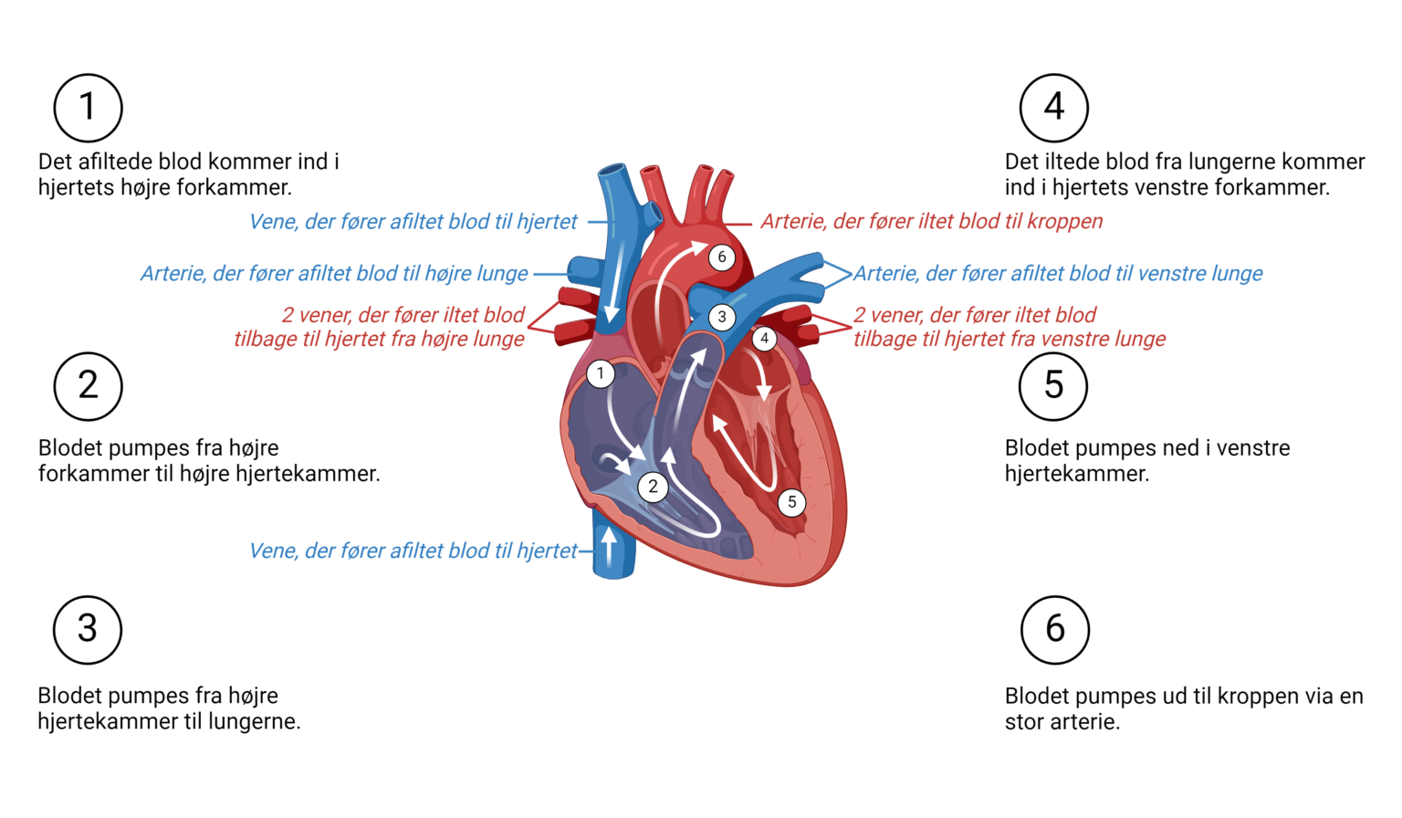 Hjertet - Biotech Academy